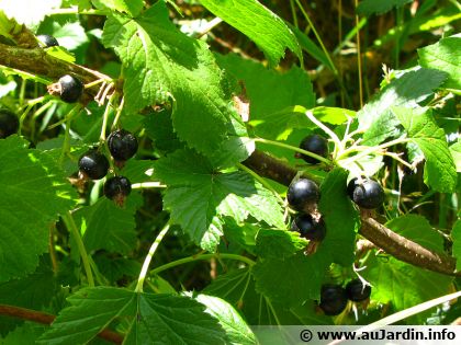 Les bienfaits du cassis