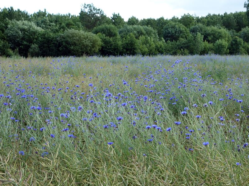 Bleuet des champs, Barbeau bleu, Centaurea cyanus : planter, cultiver ...