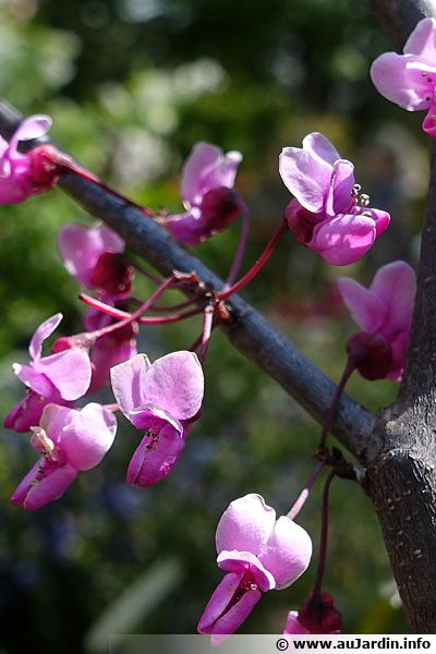 Gainier rouge, Gainier du Canada, Cercis canadensis : planter, cultiver ...