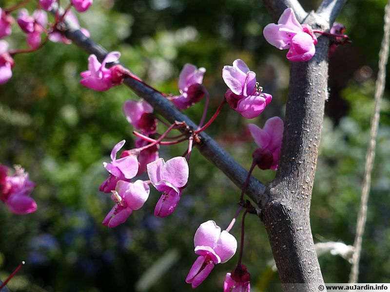Gainier rouge, Gainier du Canada, Cercis canadensis : planter, cultiver ...