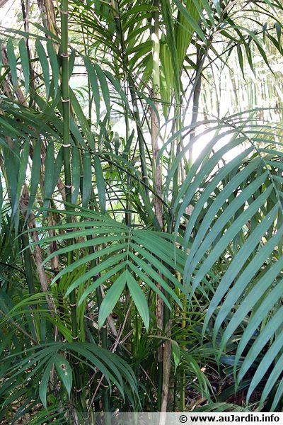 Palmier bambou du Costa Rica, Chamaedorea costaricana : planter ...