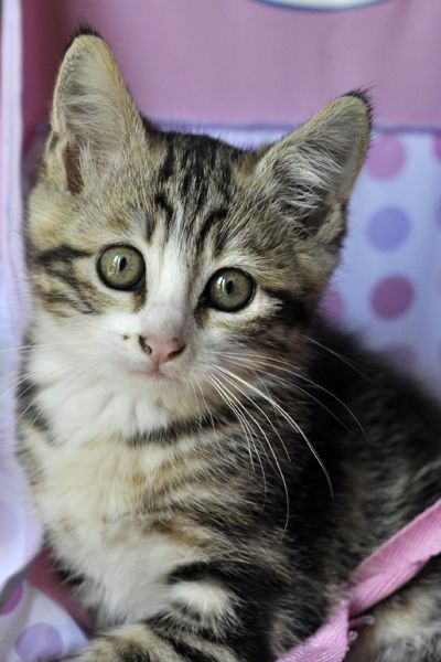 Le chat au quotidien