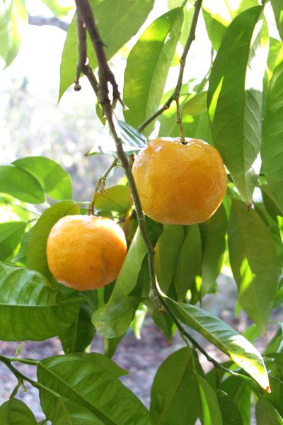 Bigaradier, Bouquetier, Orange amère : planter, cultiver, récolter