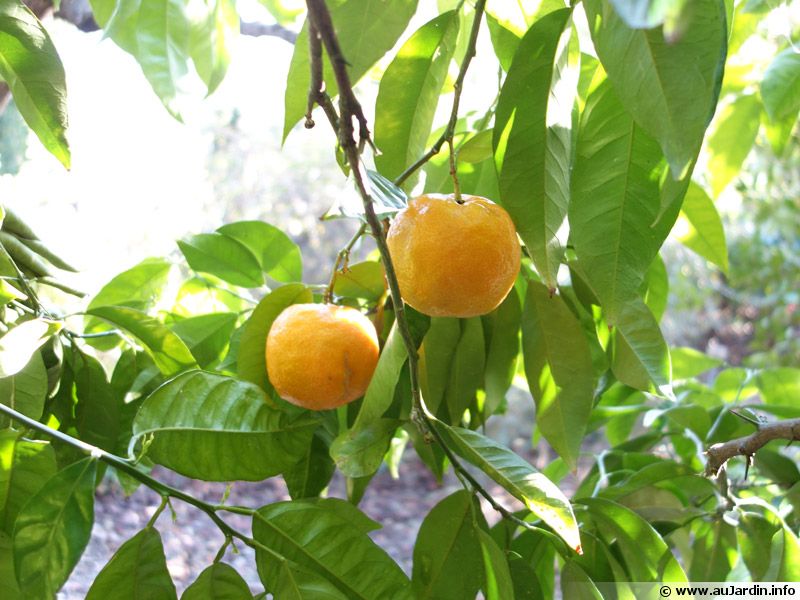 Bigaradier, Bouquetier, Orange amère : planter, cultiver, récolter
