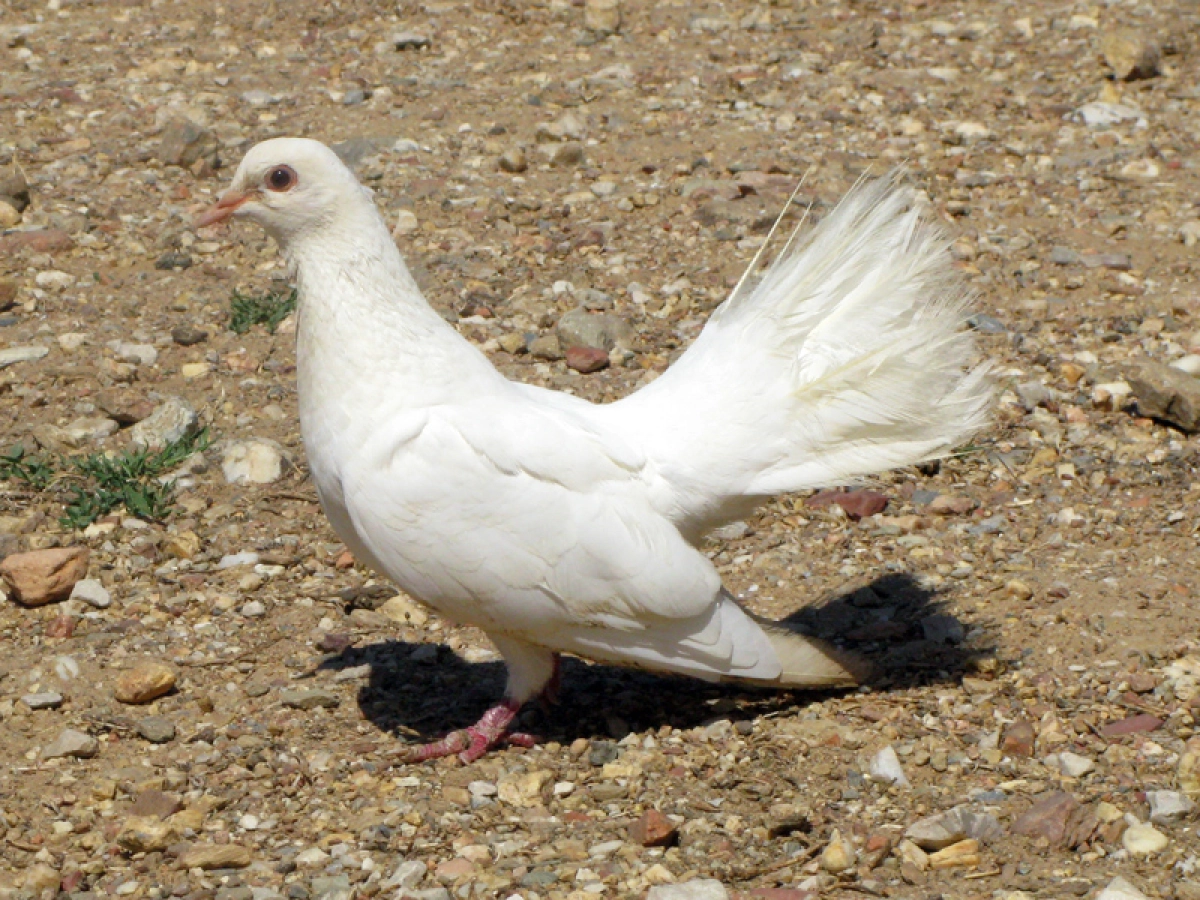 Oiseau Colombe Blanche En Vol
