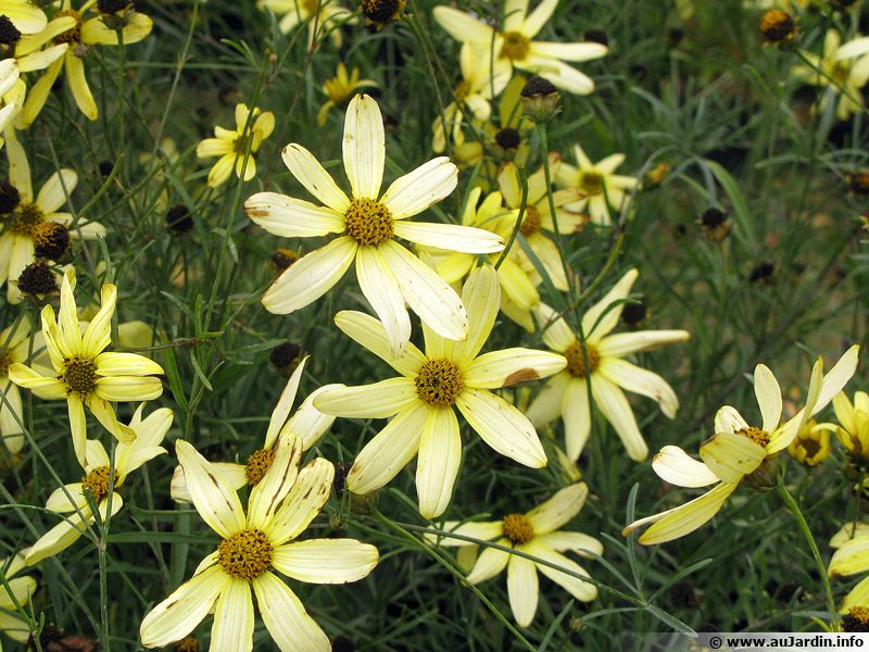 Coréopsis verticillé, Coreopsis verticillata : planter, cultiver ...
