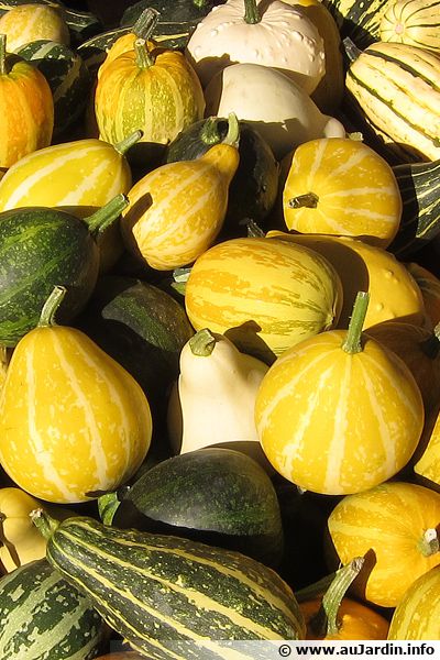 Questions fréquentes sur la courge