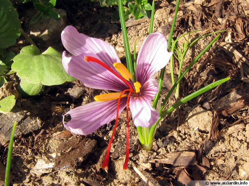 Safran : planter, cultiver, récolter