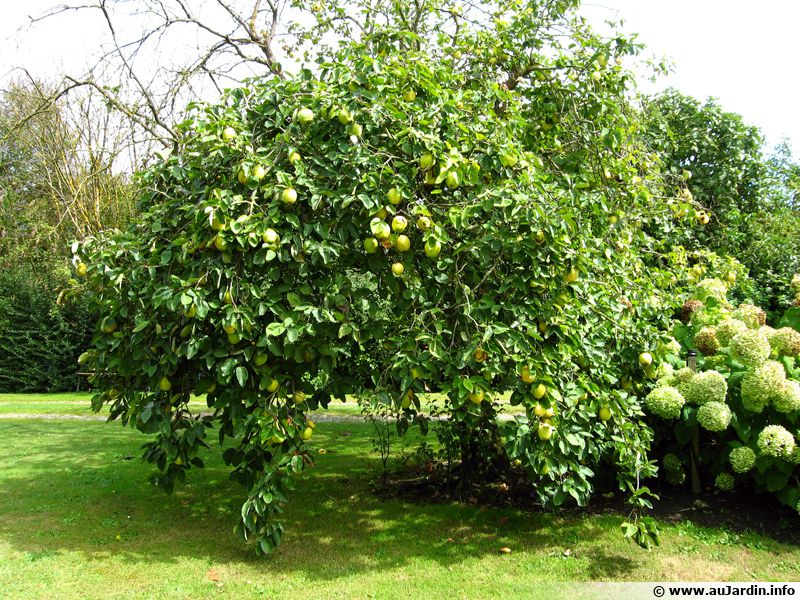 Cognassier (coing, poire de Cydonie) : planter, cultiver, récolter