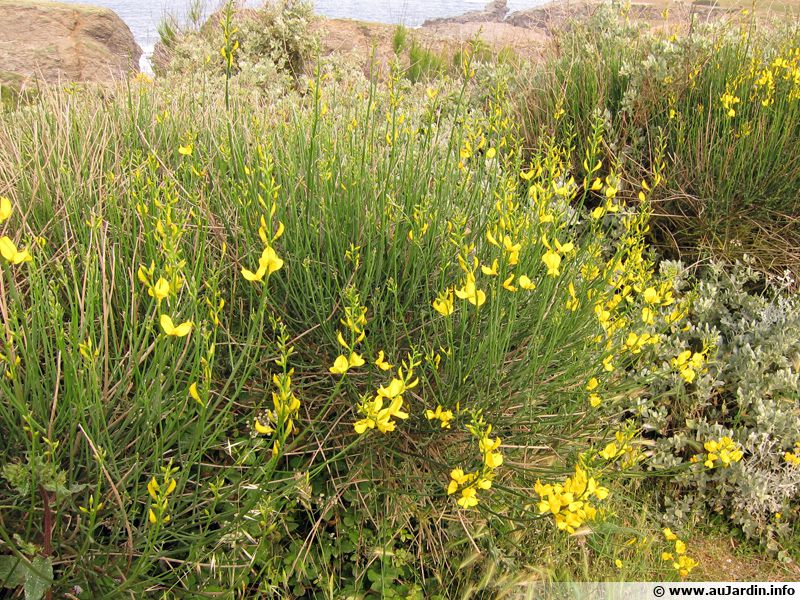 Genet, Genêt à balais, Cytisus : planter, cultiver, multiplier