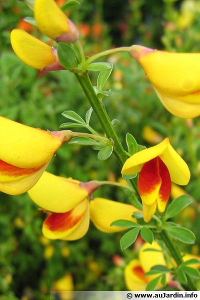 Genet, Genêt à balais, Cytisus : planter, cultiver, multiplier