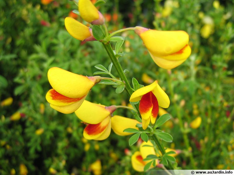Genet, Genêt à balais, Cytisus : planter, cultiver, multiplier