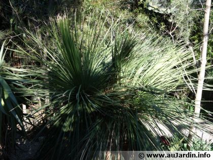 Dasylire acrotriche, Dasylirion acrotrichum : planter, cultiver, multiplier