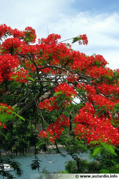 Flamboyant, Delonix regia : planter, cultiver, multiplier