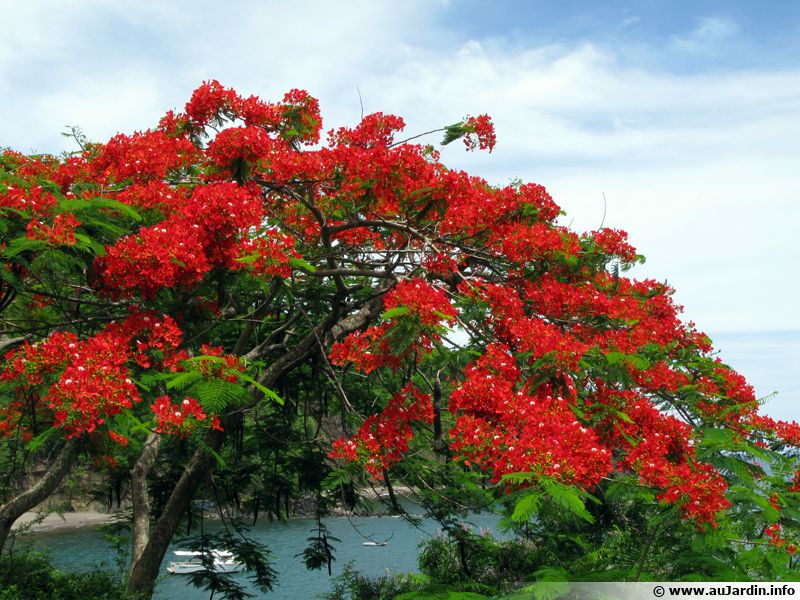 Flamboyant, Delonix regia : planter, cultiver, multiplier