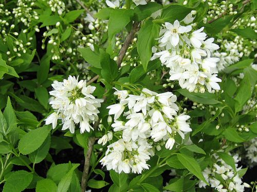 Deutzie grêle, Deutzia gracilis : planter, cultiver, multiplier