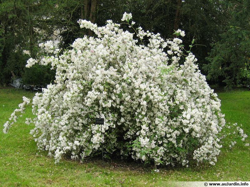 Deutzie, Deutzia : planter, cultiver, multiplier
