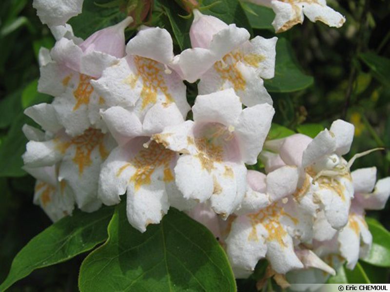 Dipelta florifère, Dipelta floribunda : planter, cultiver, multiplier