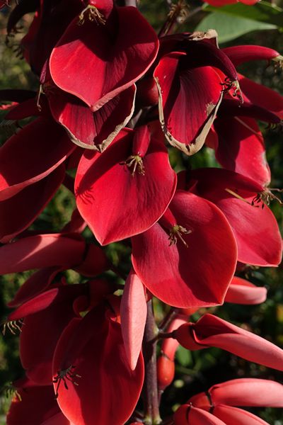 Erythrine crête de coq, Arbre corail, Erythrina crista-galli : planter ...