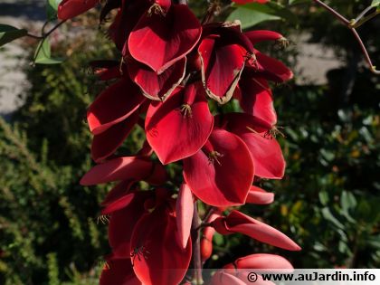 Erythrine crête de coq, Arbre corail, Erythrina crista-galli : planter ...