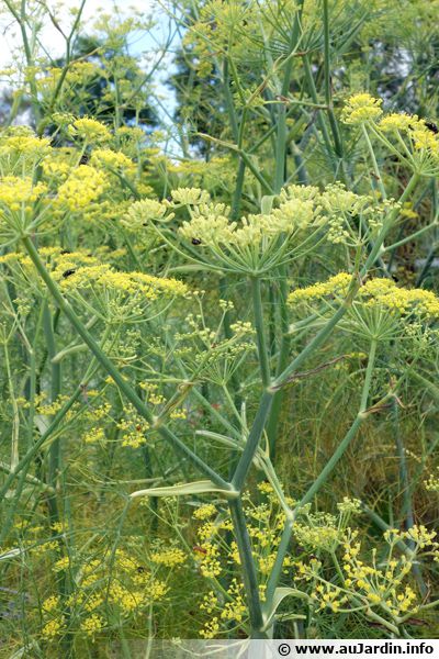 Fenouil commun : planter, cultiver, récolter