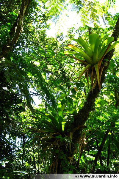 Les forêts humides de Martinique