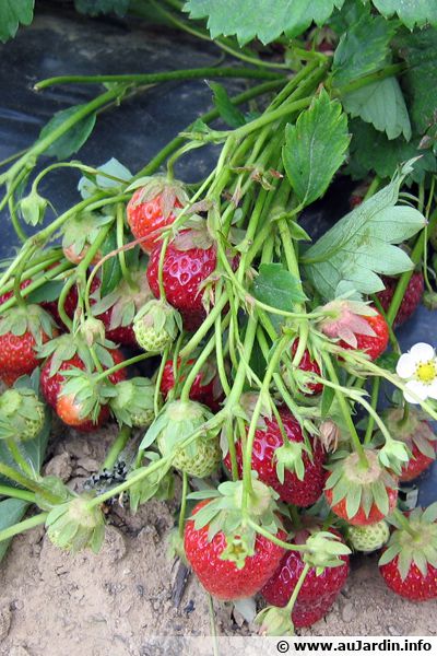 Fraisier (Fraise) : planter, cultiver, récolter
