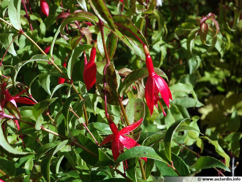 Fuchsia royal Reitzii, Fuschia grimpant rustique, Fuchsia regia ssp ...