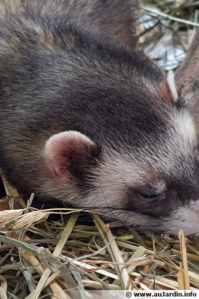 Le furet, un petit animal fort sympathique