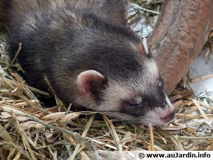 Le furet, un petit animal fort sympathique