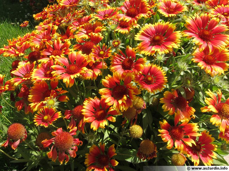 Gaillarde, Gaillardia : planter, cultiver, multiplier