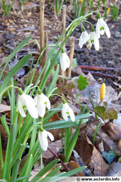 Perce-neige, Galanthus nivalis : planter, cultiver, multiplier