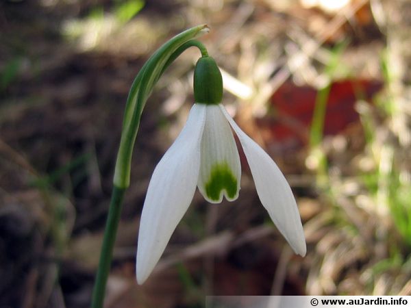 Perce-neige, Galanthus nivalis : planter, cultiver, multiplier