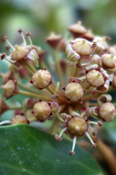 Lierre du Caucase, Lierre de Perse, Lierre de Colchide, Hedera colchica ...
