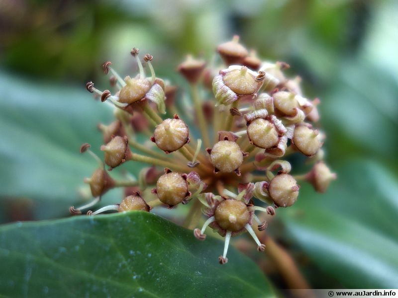 Lierre du Caucase, Lierre de Perse, Lierre de Colchide, Hedera colchica ...