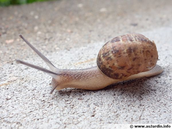 Les gastéropodes, escargots et limaces