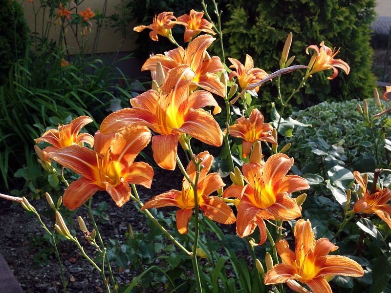 Hémérocalle orange, Lis d'un jour, Hemerocallis fulva : planter ...
