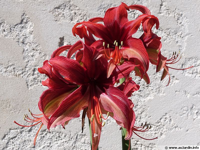 Amaryllis Bogota, Hippeastrum cybister 'Bogota' : planter, cultiver ...