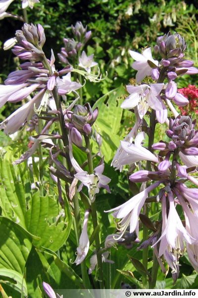 Hosta, Funkia : planter, cultiver, multiplier