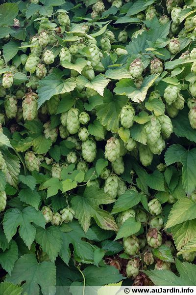 Houblon, Humulus lupulus : planter, cultiver, multiplier