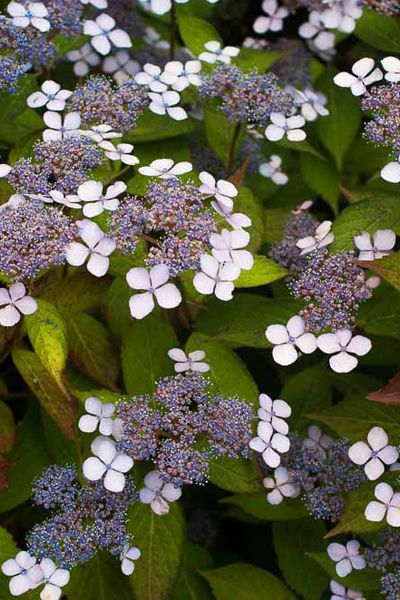 Hydrangéa à bonnets de dentelle Blue Bird, Hydrangea serrata 'Blue Bird ...
