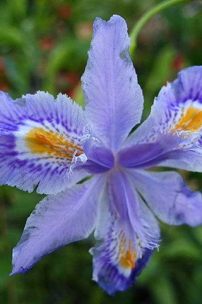 Iris bambou, Iris confusa : planter, cultiver, multiplier