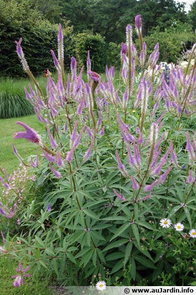 Le végétal fait vivre votre jardin