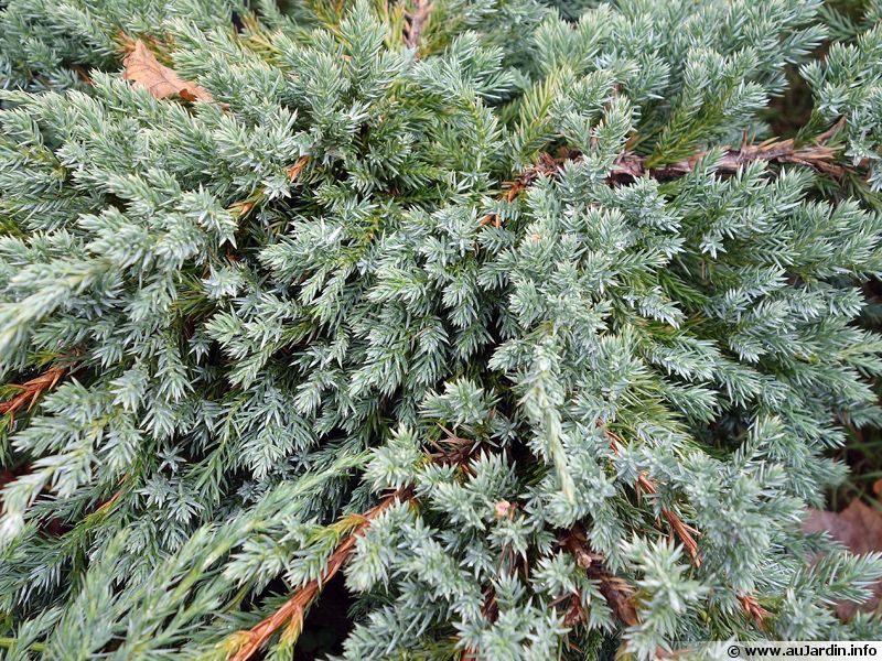 Genévrier écailleux, Juniperus squamata : planter, cultiver, multiplier