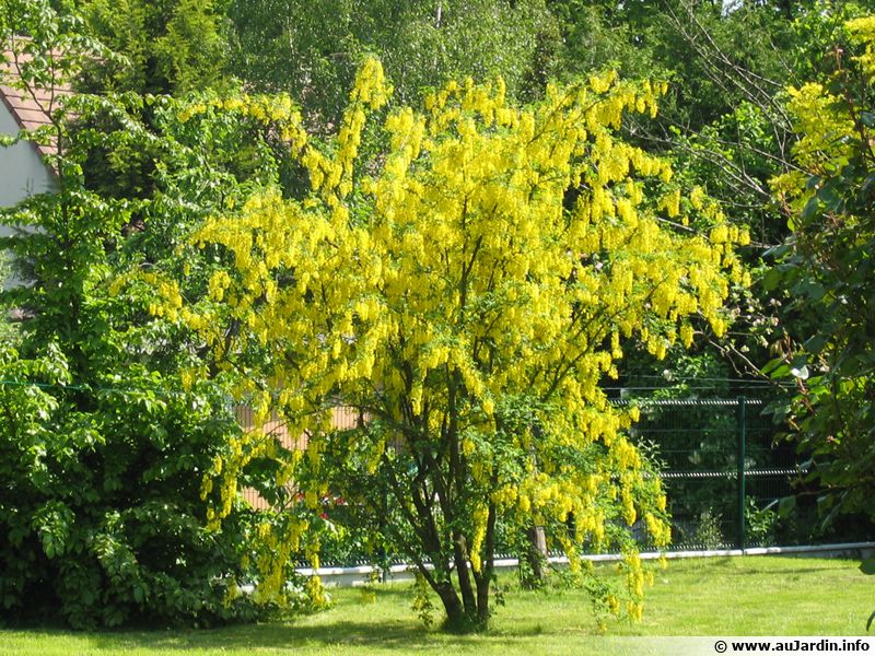 Cytise commun, Laburnum vulgare, Aubour, Faux ébénier, Bois de Lièvre ...