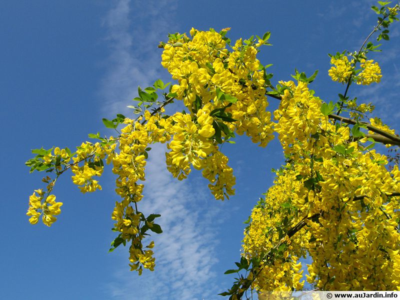 Cytise commun, Laburnum vulgare, Aubour, Faux ébénier, Bois de Lièvre ...