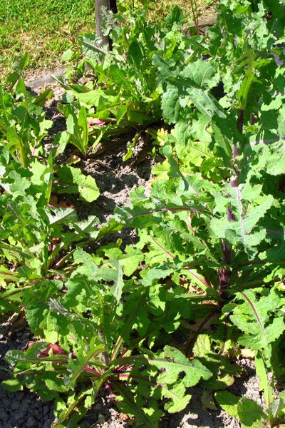 Laitue vireuse, Laitue sauvage, Laitue fétide : planter, cultiver, récolter