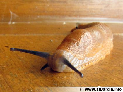 Limace : traitement et lutte