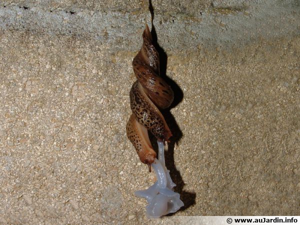 Les gastéropodes, escargots et limaces