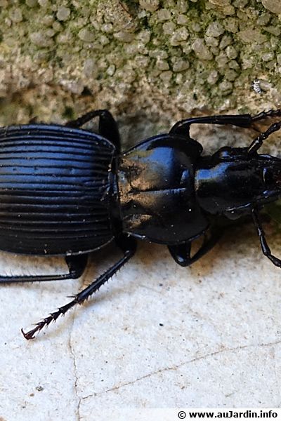 Le carabe, un ami du jardinier